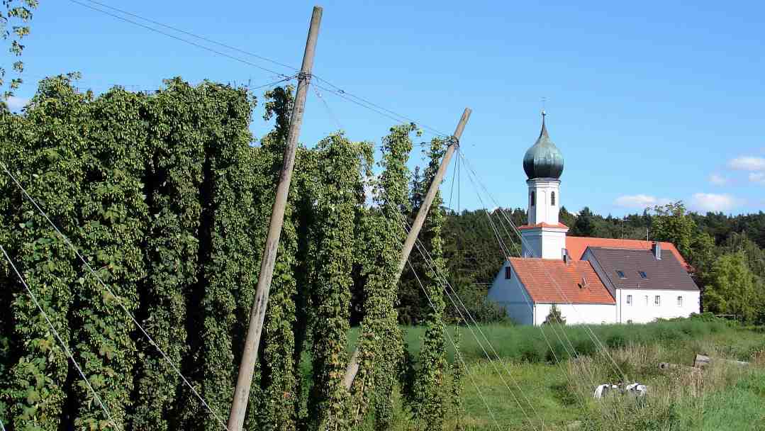 Hop growing regions in Germany – always worth a visit | Genuine German ...